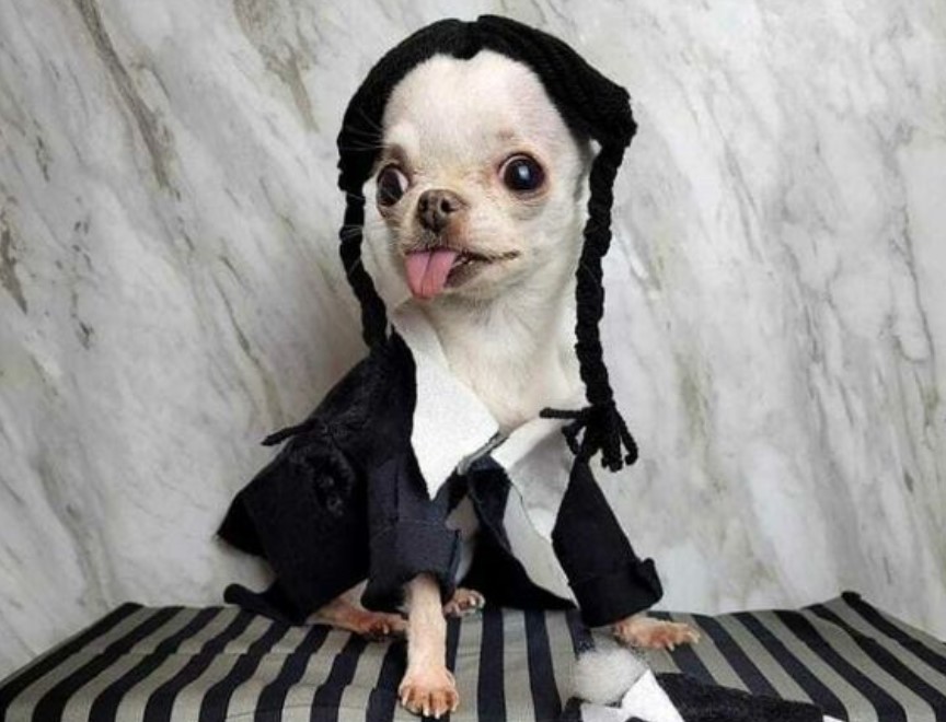 Canine Comedy: Dogs Rocking Hilarious Costumes - SmiFresh