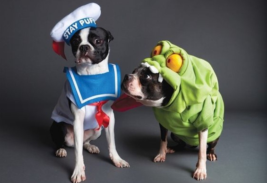 Canine Comedy: Dogs Rocking Hilarious Costumes - SmiFresh